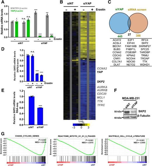 The Hippo Pathway Effector YAP Promotes Ferroptosis via the E3 Ligase ...