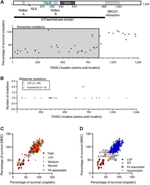 Comprehensive Mutational Analysis of the BRCA1-Associated DNA Helicase ...
