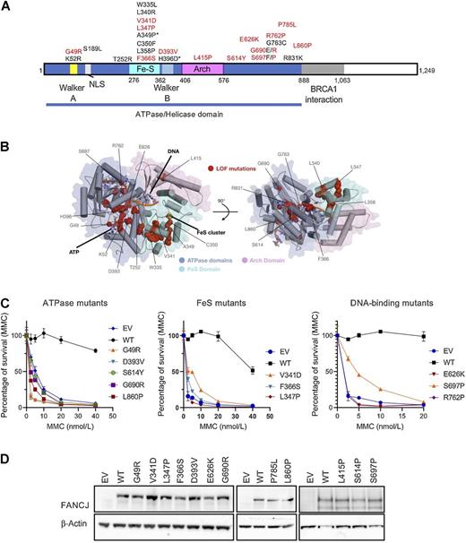 Comprehensive Mutational Analysis of the BRCA1-Associated DNA Helicase ...