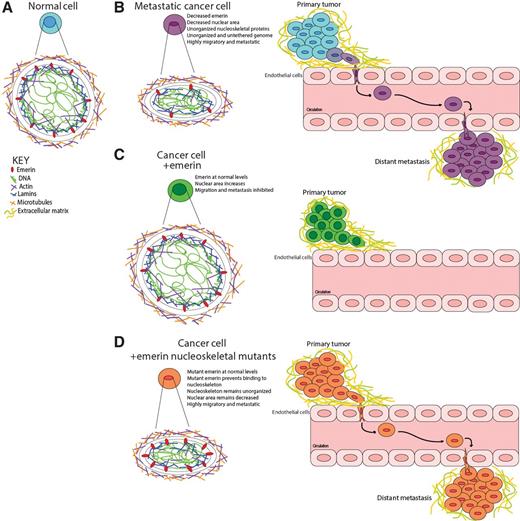 Defects in Emerin–Nucleoskeleton Binding Disrupt Nuclear Structure and ...
