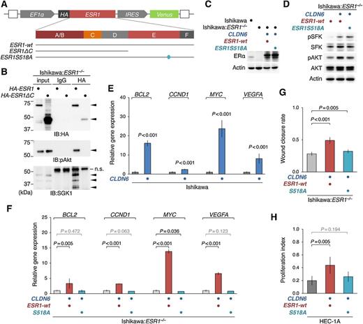 Aberrant Claudin-6–Adhesion Signaling Promotes Endometrial Cancer ...