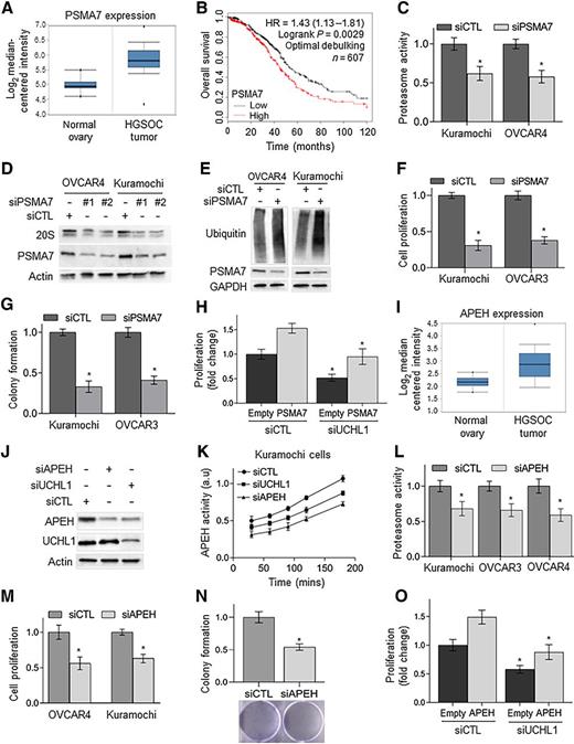 Deubiquitinase UCHL1 Maintains Protein Homeostasis through the PSMA7 ...