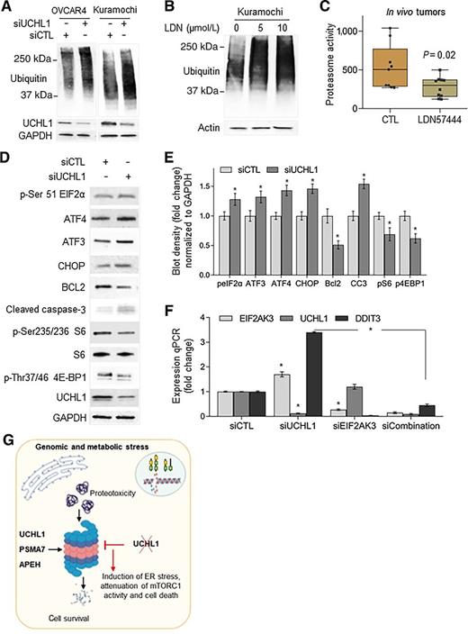 Deubiquitinase UCHL1 Maintains Protein Homeostasis through the PSMA7 ...