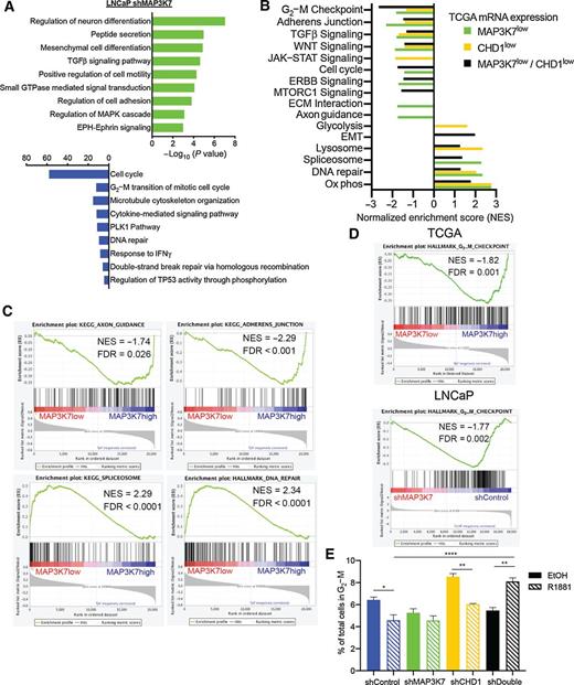 MAP3K7 Loss Drives Enhanced Androgen Signaling and Independently ...