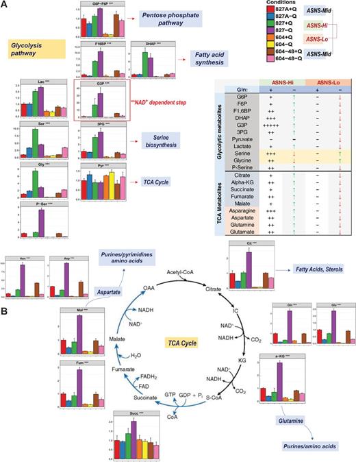 Elevated Asparagine Biosynthesis Drives Brain Tumor Stem Cell Metabolic ...