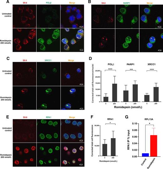 R-Loop–Mediated ssDNA Breaks Accumulate Following Short-Term Exposure ...