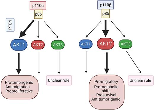 Emerging Roles for AKT Isoform Preference in Cancer Progression Pathways | Molecular Cancer ...