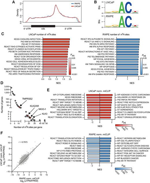 Mapping of m6A and Its Regulatory Targets in Prostate Cancer Reveals a ...