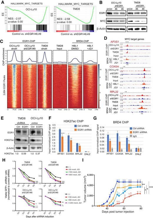 EGR1 Addiction in Diffuse Large B-cell Lymphoma | Molecular Cancer ...
