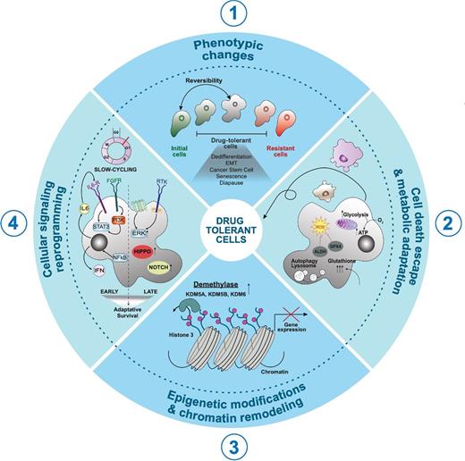 Cell-Intrinsic Mechanisms of Drug Tolerance to Systemic Therapies in ...