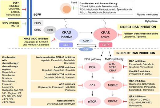 Current Advances and Trends in KRAS Targeted Therapies for Colorectal ...