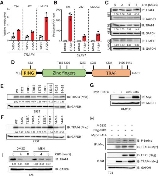 TRAF4 Inhibits Bladder Cancer Progression by Promoting BMP/SMAD ...