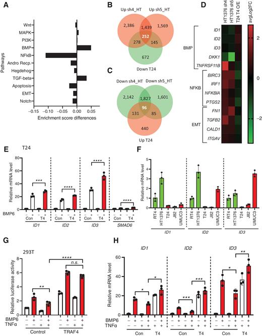 TRAF4 Inhibits Bladder Cancer Progression by Promoting BMP/SMAD ...