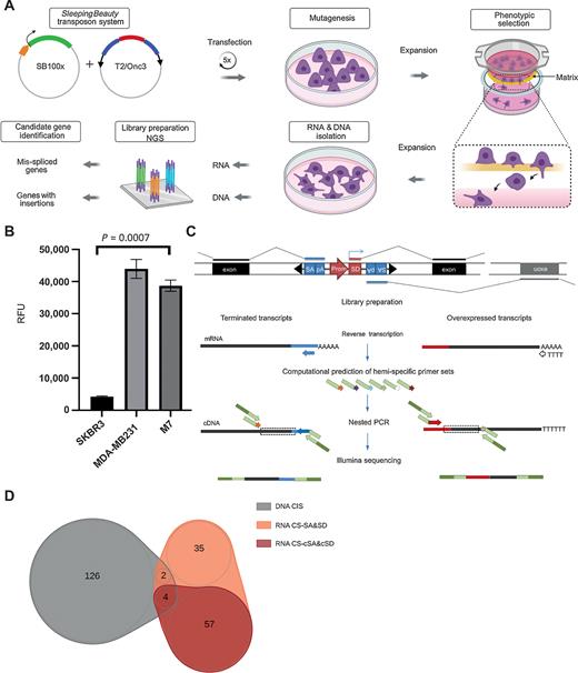 In Vitro Insertional Mutagenesis Screen Identifies Novel Genes Driving ...