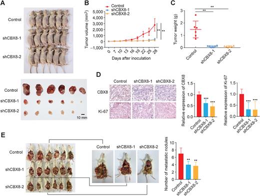CBX8 Together with SET Facilitates Ovarian Carcinoma Growth and ...