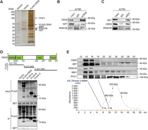 CBX8 Together with SET Facilitates Ovarian Carcinoma Growth and ...