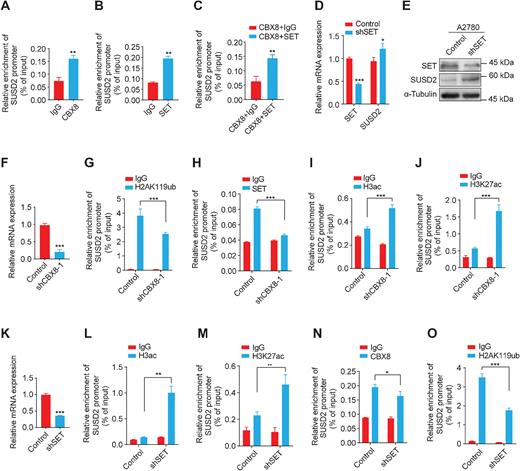CBX8 Together with SET Facilitates Ovarian Carcinoma Growth and ...