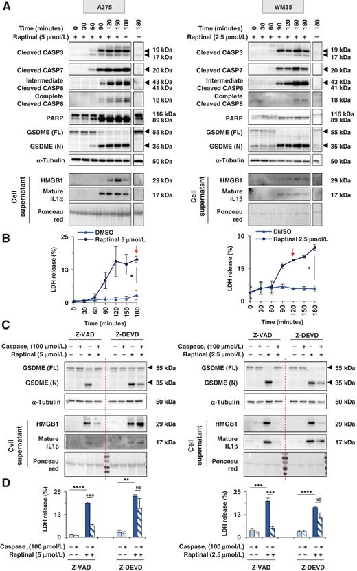 Raptinal Induces Gasdermin E–Dependent Pyroptosis in Naïve and Therapy ...