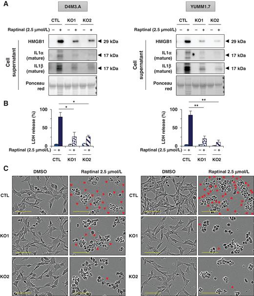 Raptinal Induces Gasdermin E–Dependent Pyroptosis in Naïve and Therapy ...