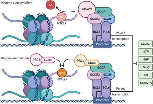 B-cell Lymphoma 6 (BCL6): From Master Regulator of Humoral Immunity to Oncogenic Driver in ...