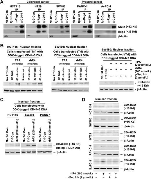 Reg4 Interacts with CD44 to Regulate Proliferation and Stemness of ...
