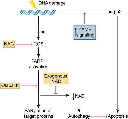 cAMP-Mediated Autophagy Promotes Cell Survival via ROS-Induced ...