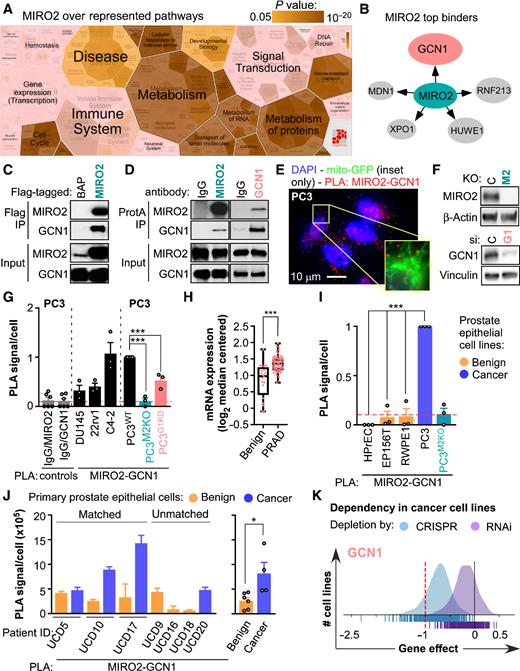 MIRO2 Regulates Prostate Cancer Cell Growth via GCN1-Dependent Stress ...