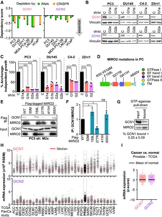 MIRO2 Regulates Prostate Cancer Cell Growth via GCN1-Dependent Stress ...