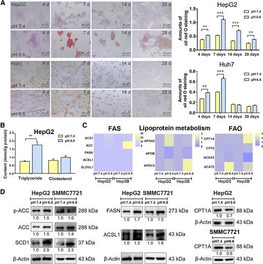 Tumor Microenvironment Acidity Triggers Lipid Accumulation in Liver ...
