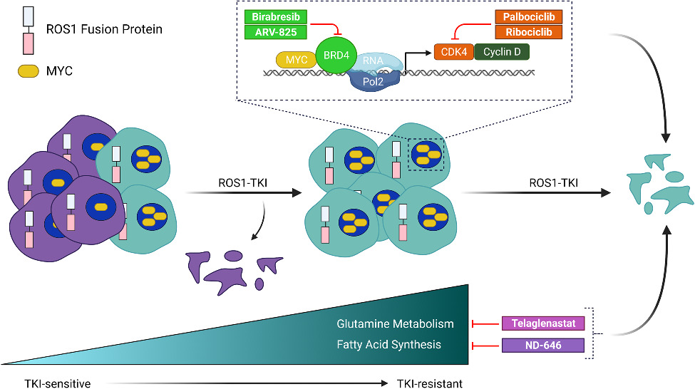 MYC Promotes Tyrosine Kinase Inhibitor Resistance in ROS1-Fusion ...