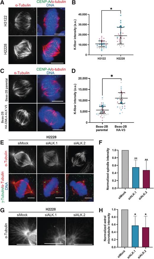 EML4-ALK Variant 3 Promotes Mitotic Errors and Spindle Assembly ...