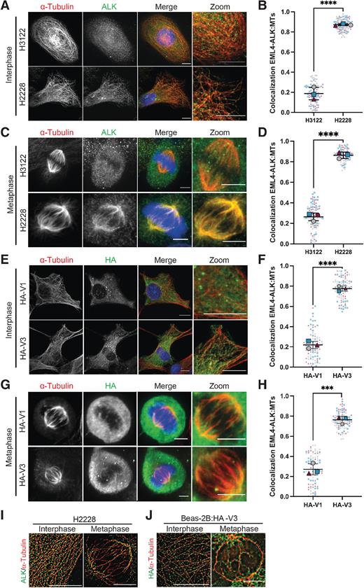 EML4-ALK Variant 3 Promotes Mitotic Errors and Spindle Assembly ...