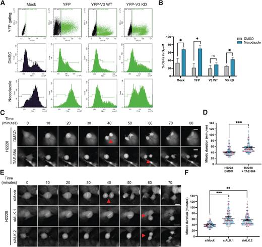 EML4-ALK Variant 3 Promotes Mitotic Errors and Spindle Assembly ...