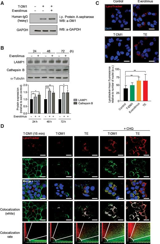 mTOR Inhibition and T-DM1 in HER2-Positive Breast Cancer | Molecular Cancer Research | American ...
