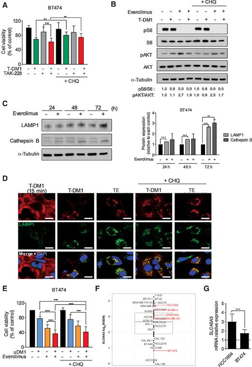 mTOR Inhibition and T-DM1 in HER2-Positive Breast Cancer | Molecular ...