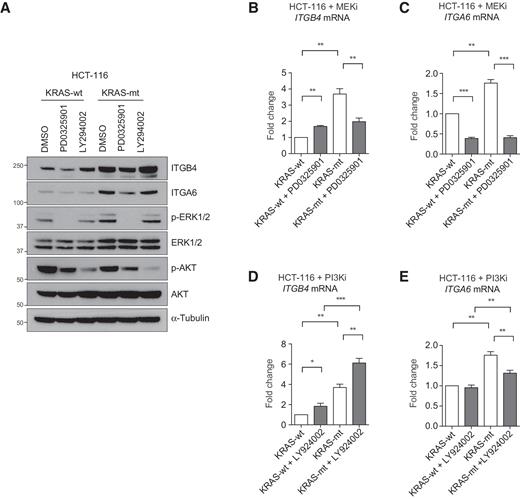 KRAS Mutants Upregulate Integrin β4 to Promote Invasion and Metastasis ...
