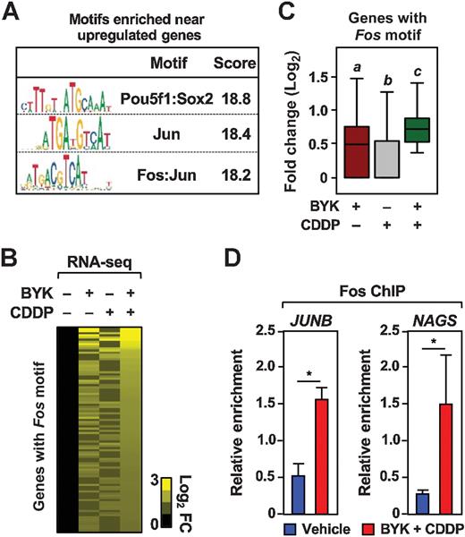 Combinatorial Treatment with PARP-1 Inhibitors and Cisplatin Attenuates ...