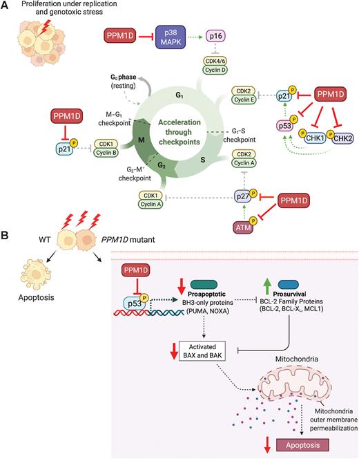 PPM1D in Solid and Hematologic Malignancies: Friend and Foe ...