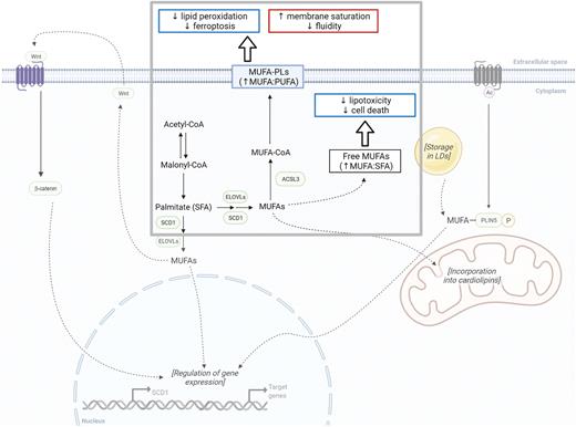 Monounsaturated Fatty Acids: Key Regulators of Cell Viability and ...