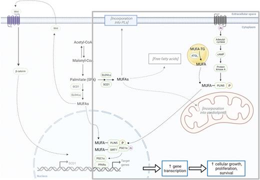 Monounsaturated Fatty Acids: Key Regulators of Cell Viability and ...