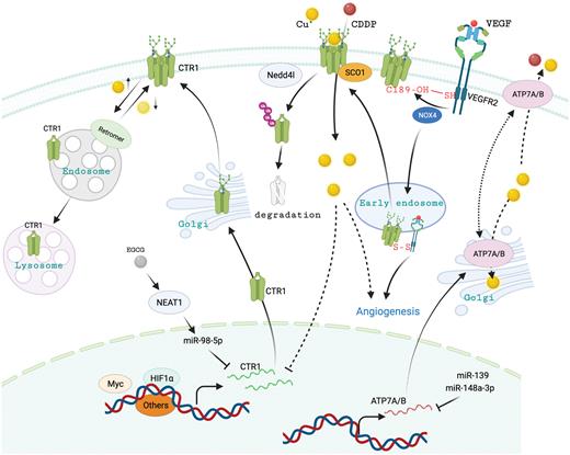 Emerging Roles of the Copper–CTR1 Axis in Tumorigenesis | Molecular ...