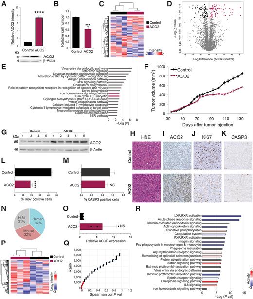 Mitochondrial Aconitase ACO2 Links Iron Homeostasis with Tumorigenicity ...