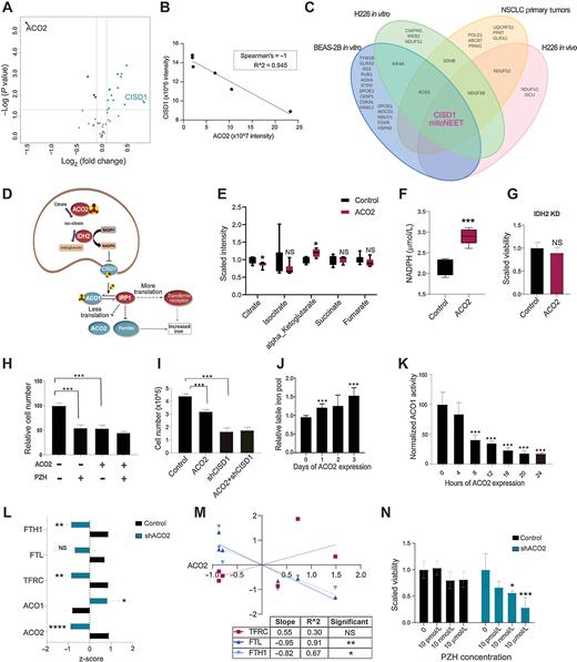Mitochondrial Aconitase ACO2 Links Iron Homeostasis with Tumorigenicity ...