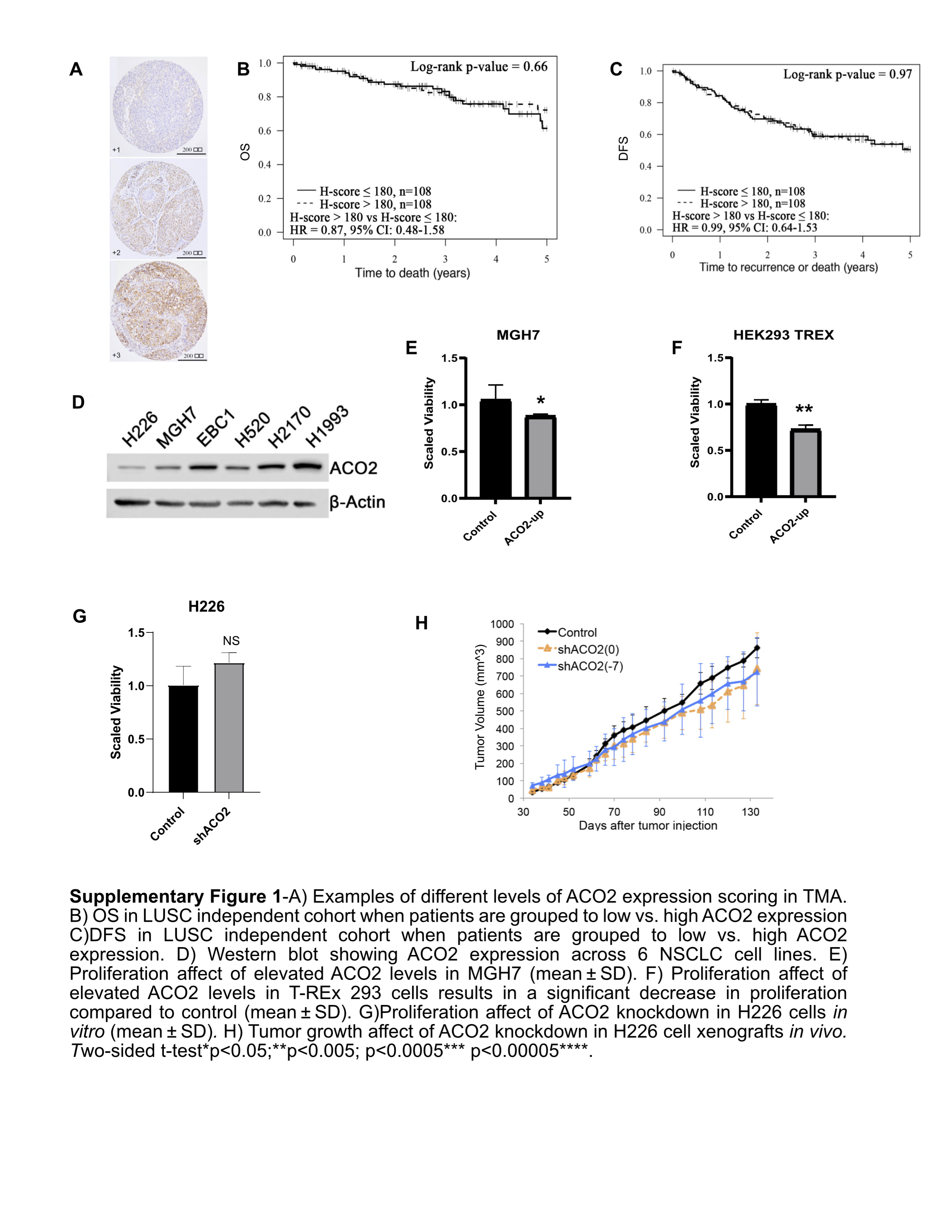 Mitochondrial Aconitase ACO2 Links Iron Homeostasis with Tumorigenicity ...