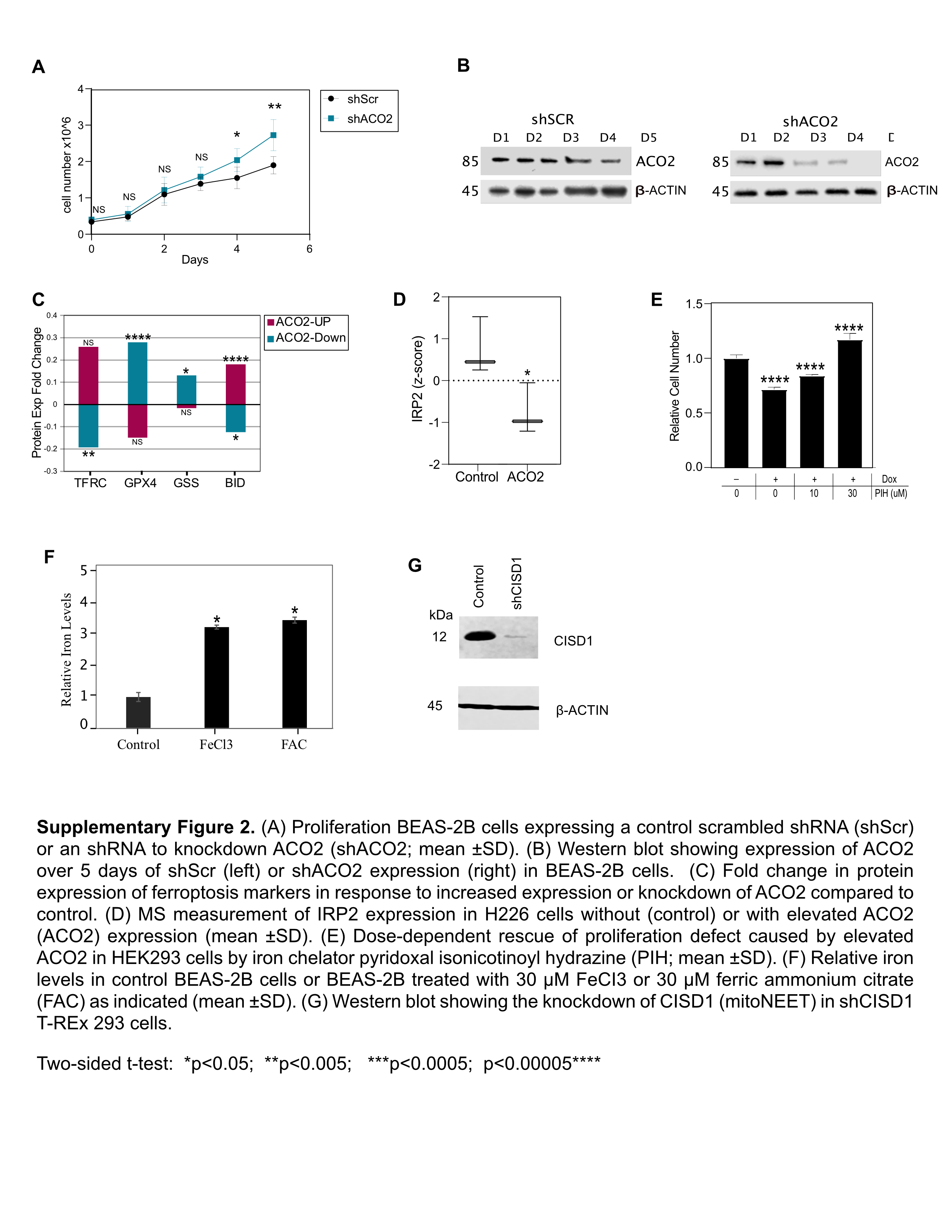 Mitochondrial Aconitase ACO2 Links Iron Homeostasis with Tumorigenicity ...