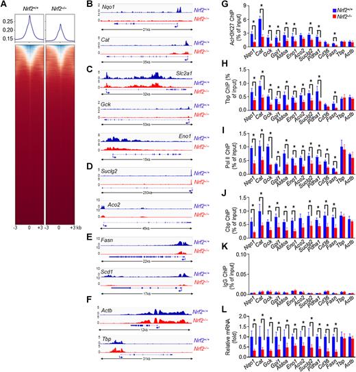 Nrf2 Drives Hepatocellular Carcinoma Progression through Acetyl-CoA ...