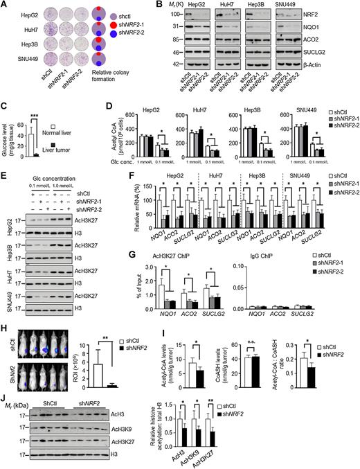 Nrf2 Drives Hepatocellular Carcinoma Progression through Acetyl-CoA ...
