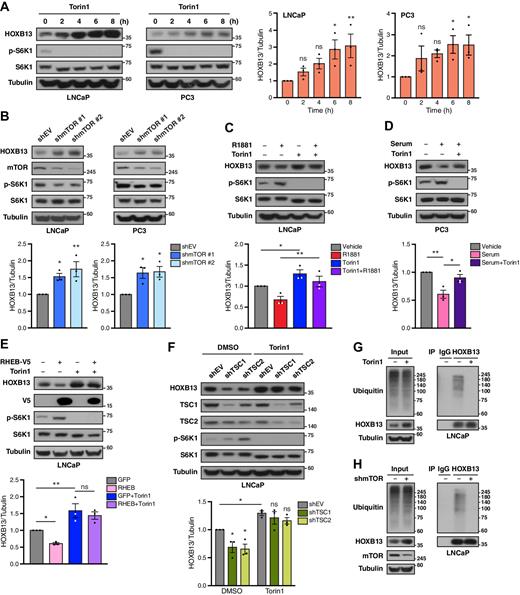 Hierarchical Phosphorylation of HOXB13 by mTOR Dictates Its Activity ...