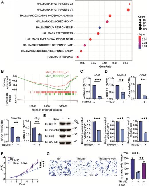 TRIM50 Inhibits Gastric Cancer Progression by Regulating the ...
