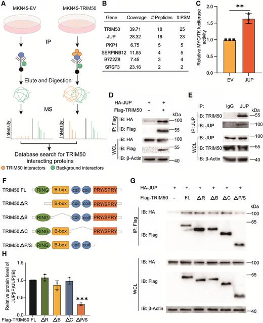 TRIM50 Inhibits Gastric Cancer Progression by Regulating the ...